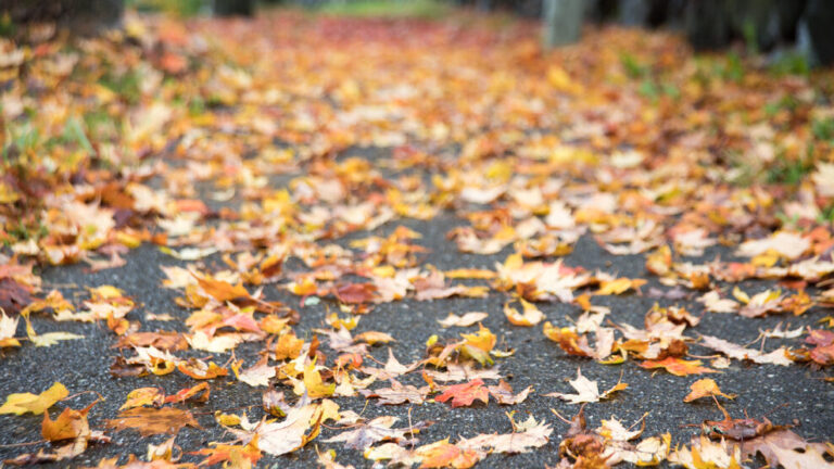 The Hidden Hazards of Autumn: Slip and Fall Accidents | Team Law